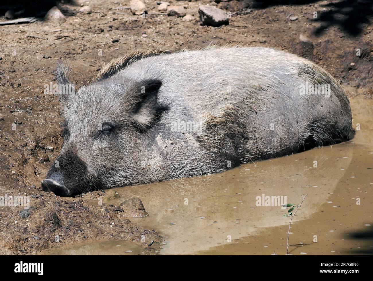 wild boar, wild swine, Eurasian wild pig, Wildschwein, sanglier, Sus ...