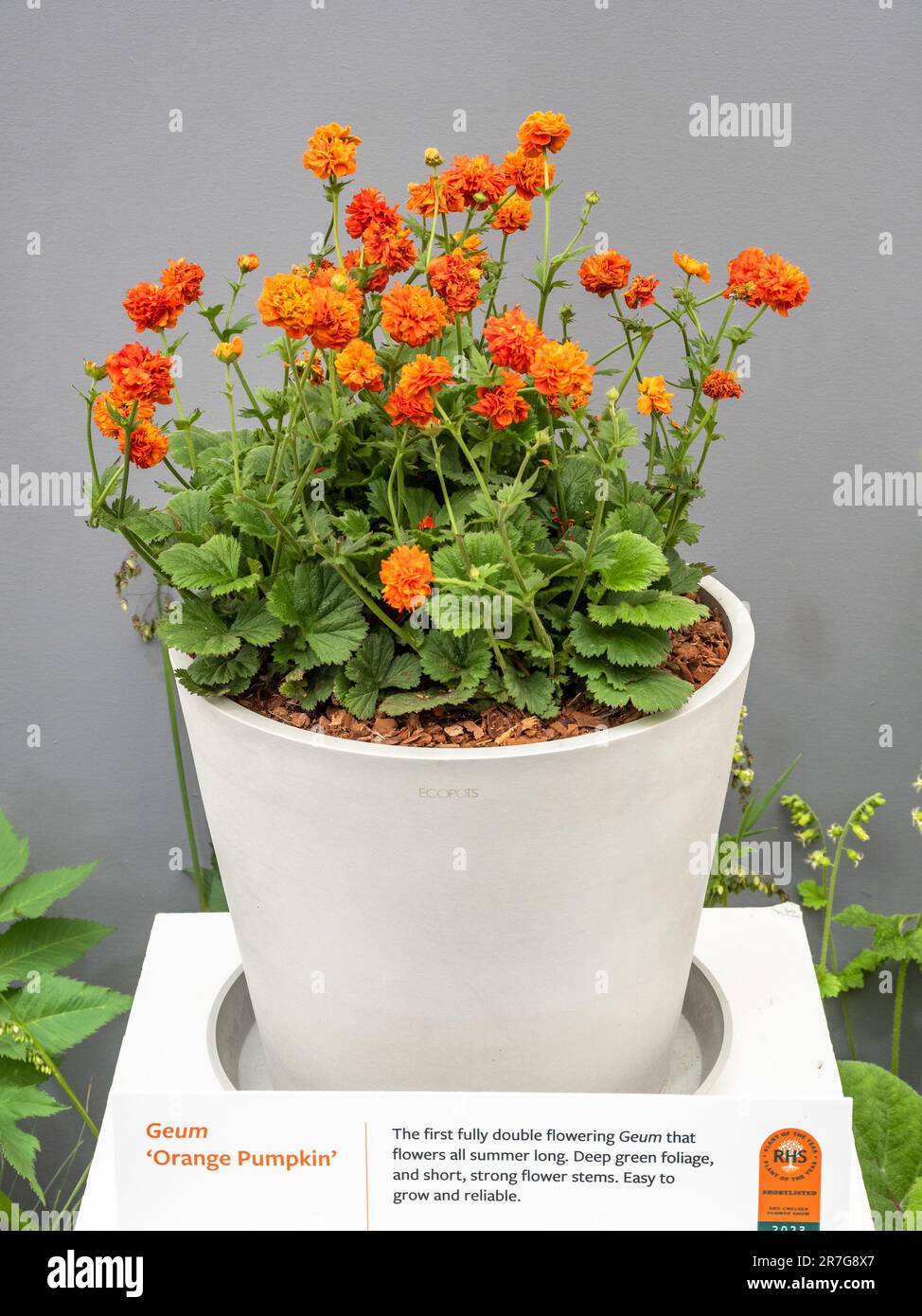 Geum 'Orange Pumpkin' Stock Photo - Alamy