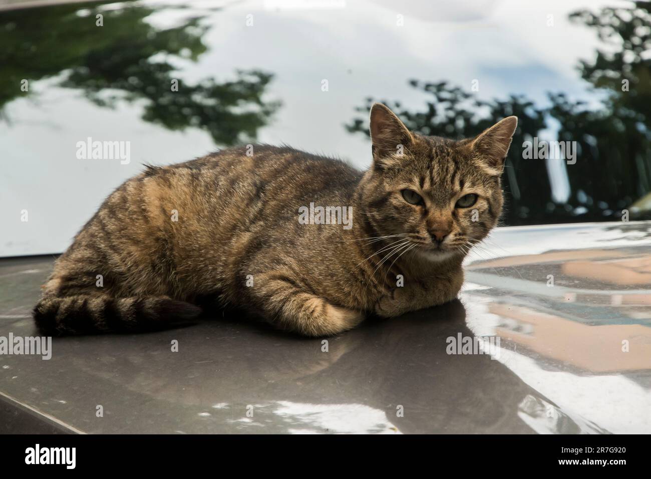 Adorable tabby cat resting on car hood Stock Photo - Alamy