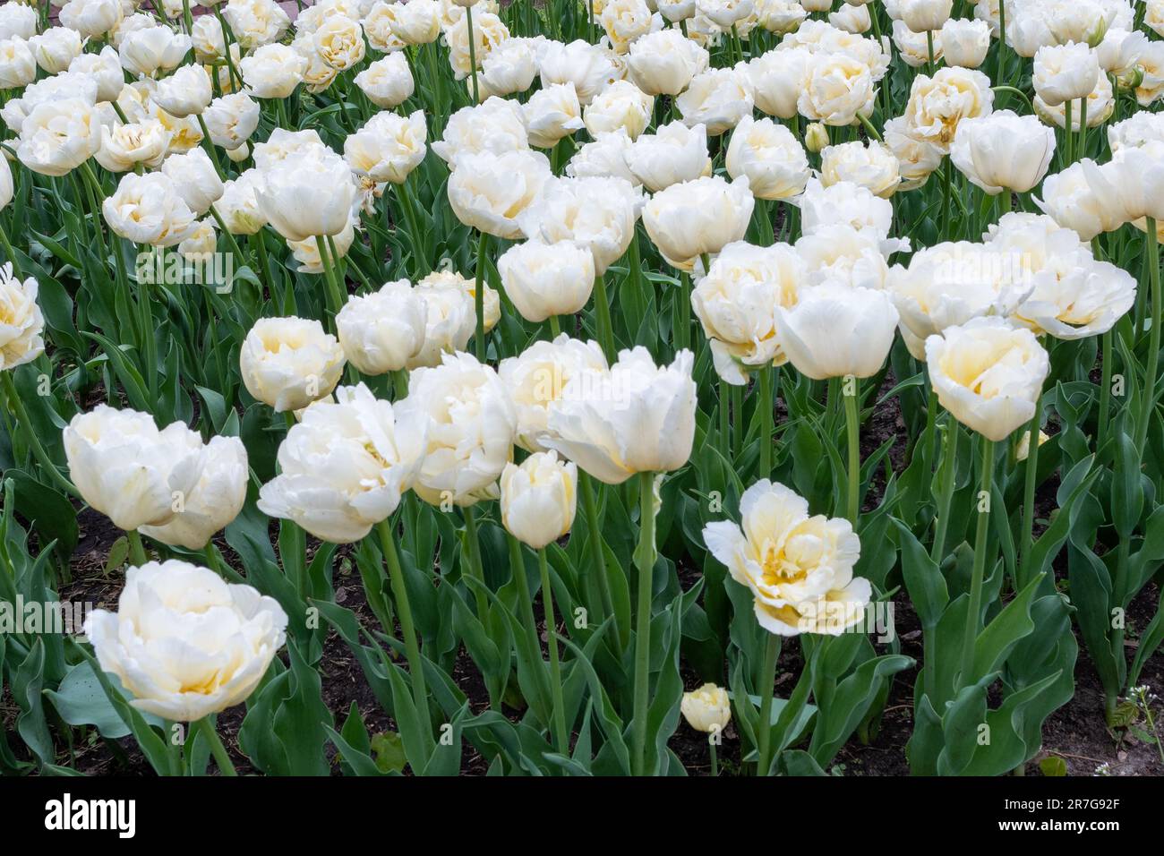 Many white tulips grow on the ground outside Stock Photo - Alamy