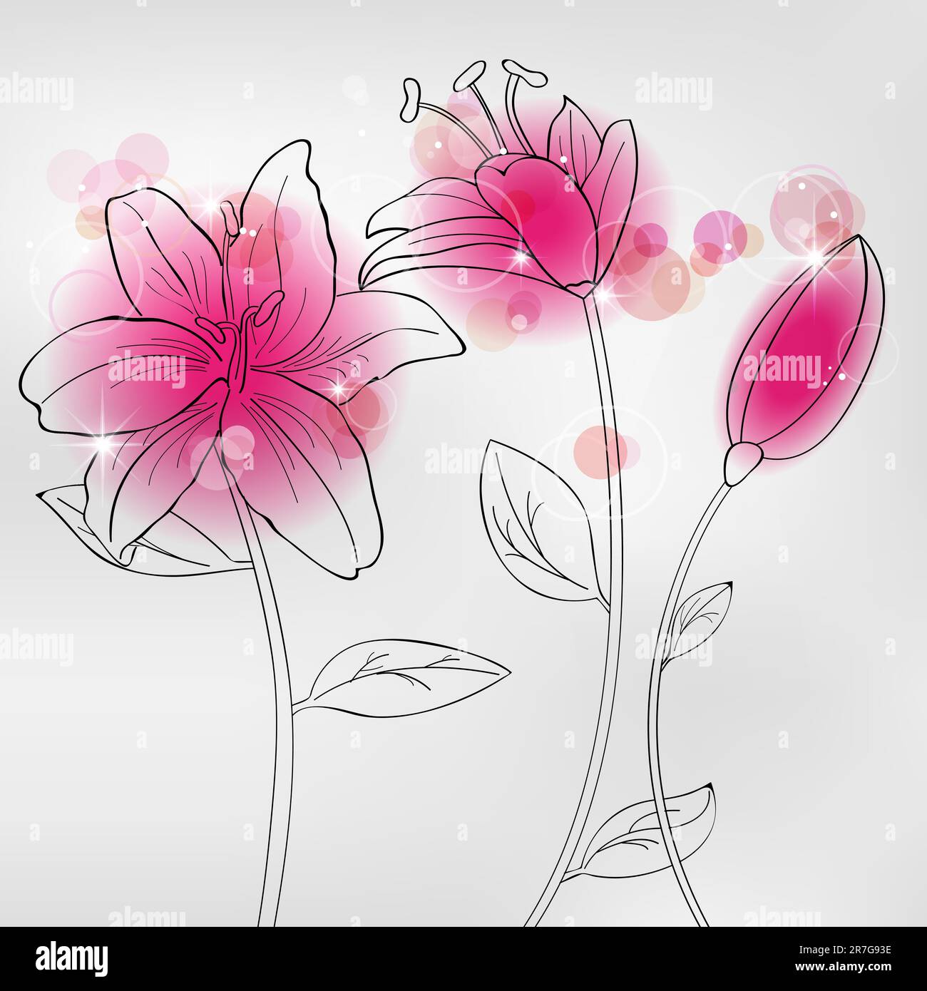 Vector pictures with pink lilia flowers Stock Vector Image & Art - Alamy