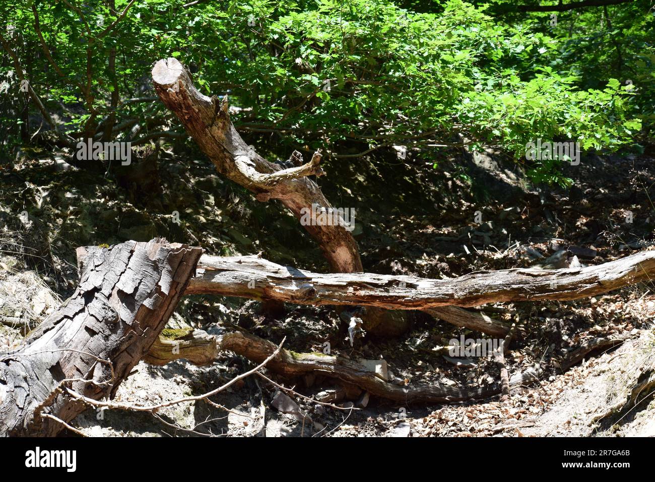 fallen trees in the forest Stock Photo - Alamy