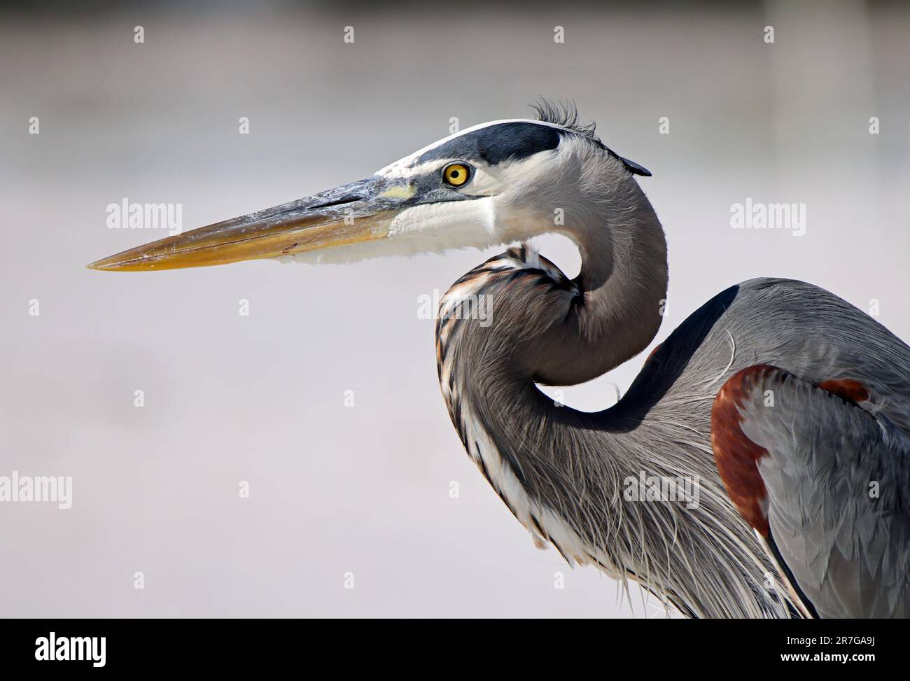 Great Blue Heron head and shoulders portrait with intense colors Stock ...