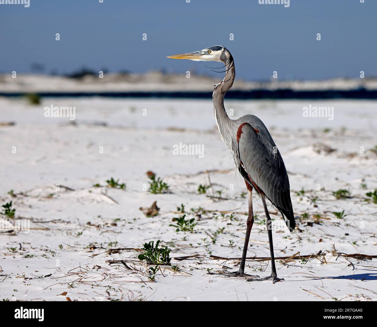 One Great Blue heron standing on beach sand in profile view Stock Photo - Alamy