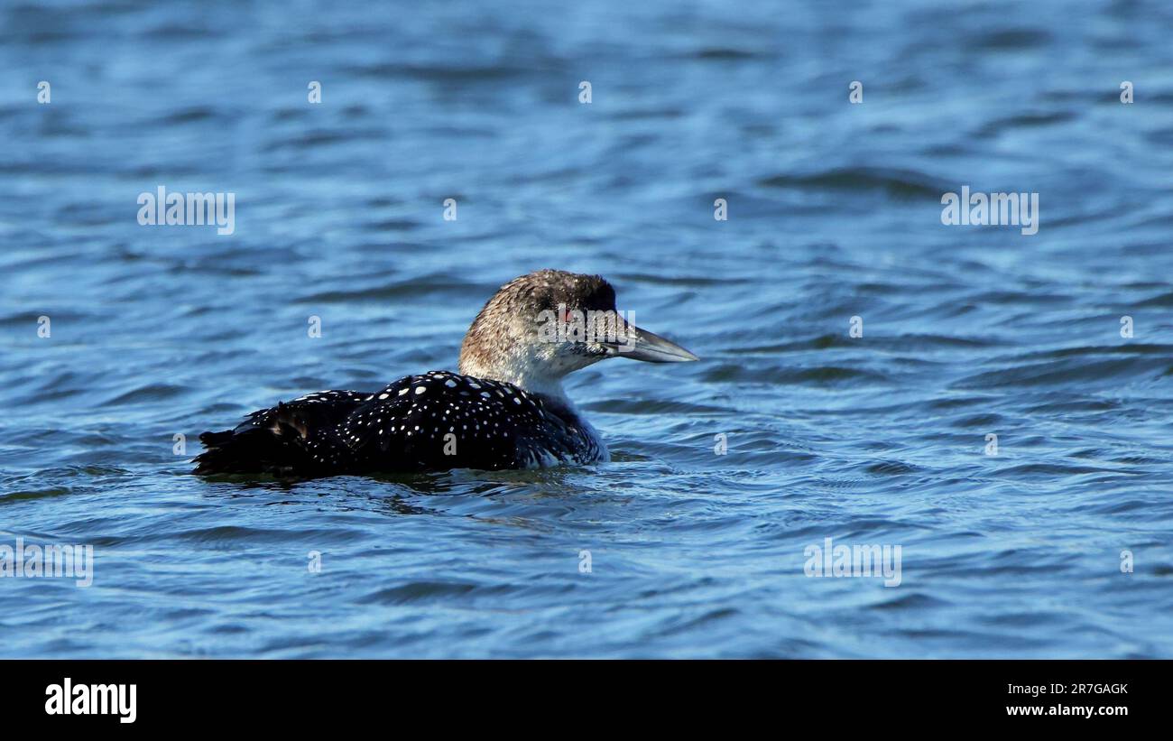 One Common loon swimming in blue water looking right Stock Photo - Alamy