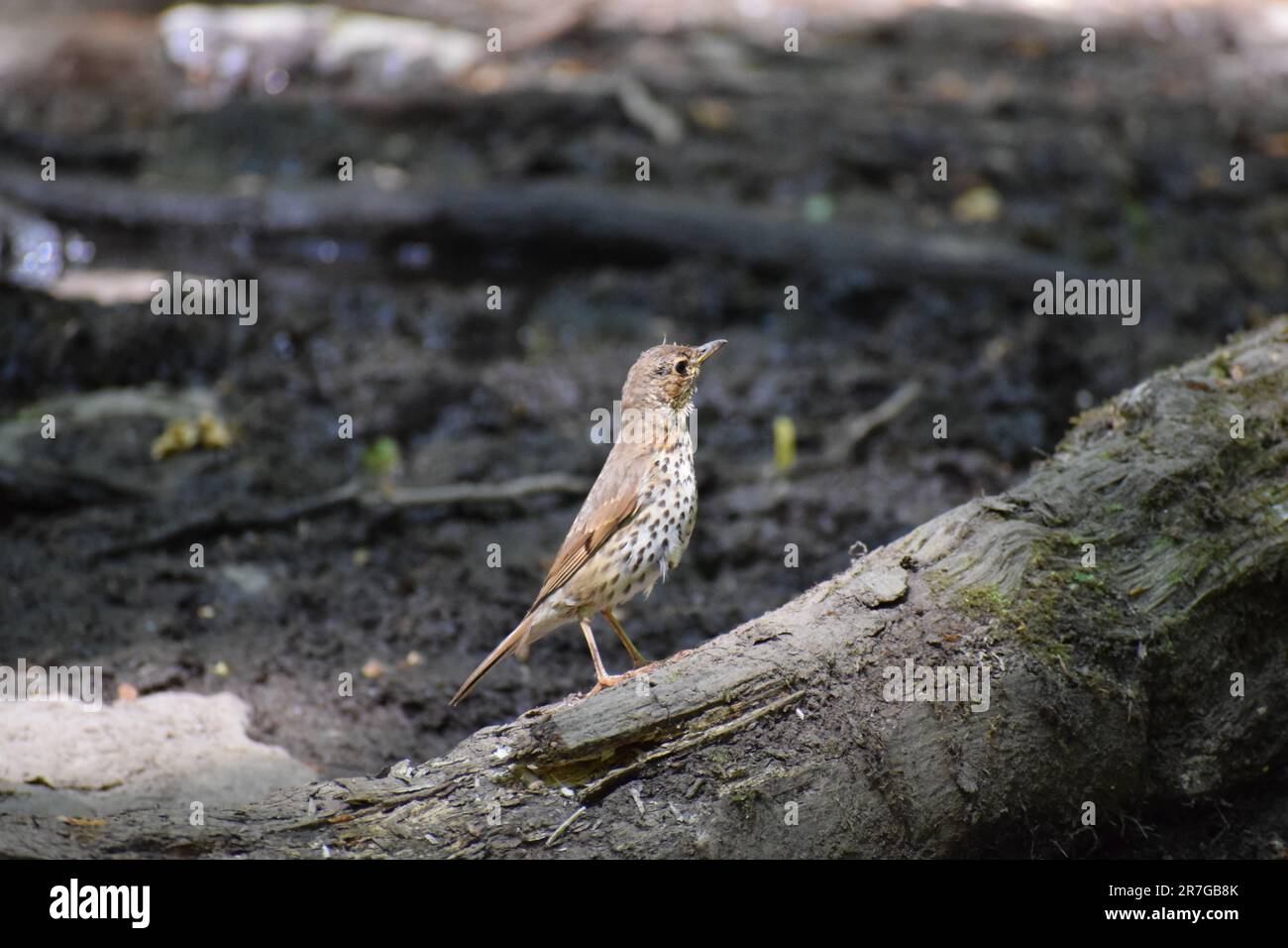 Singing wood thrush hi-res stock photography and images - Alamy