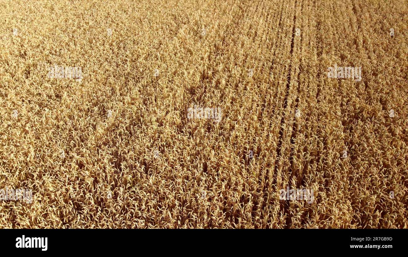 Wheat field. Field ears spikes of ripe wheat. Golden ripened wheat ...