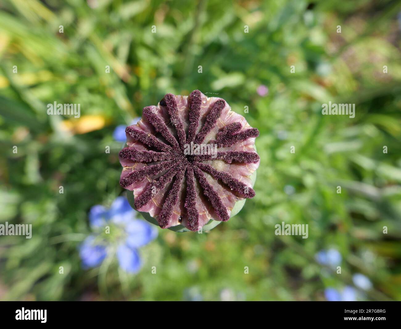 Top view poppy seed hi-res stock photography and images - Alamy