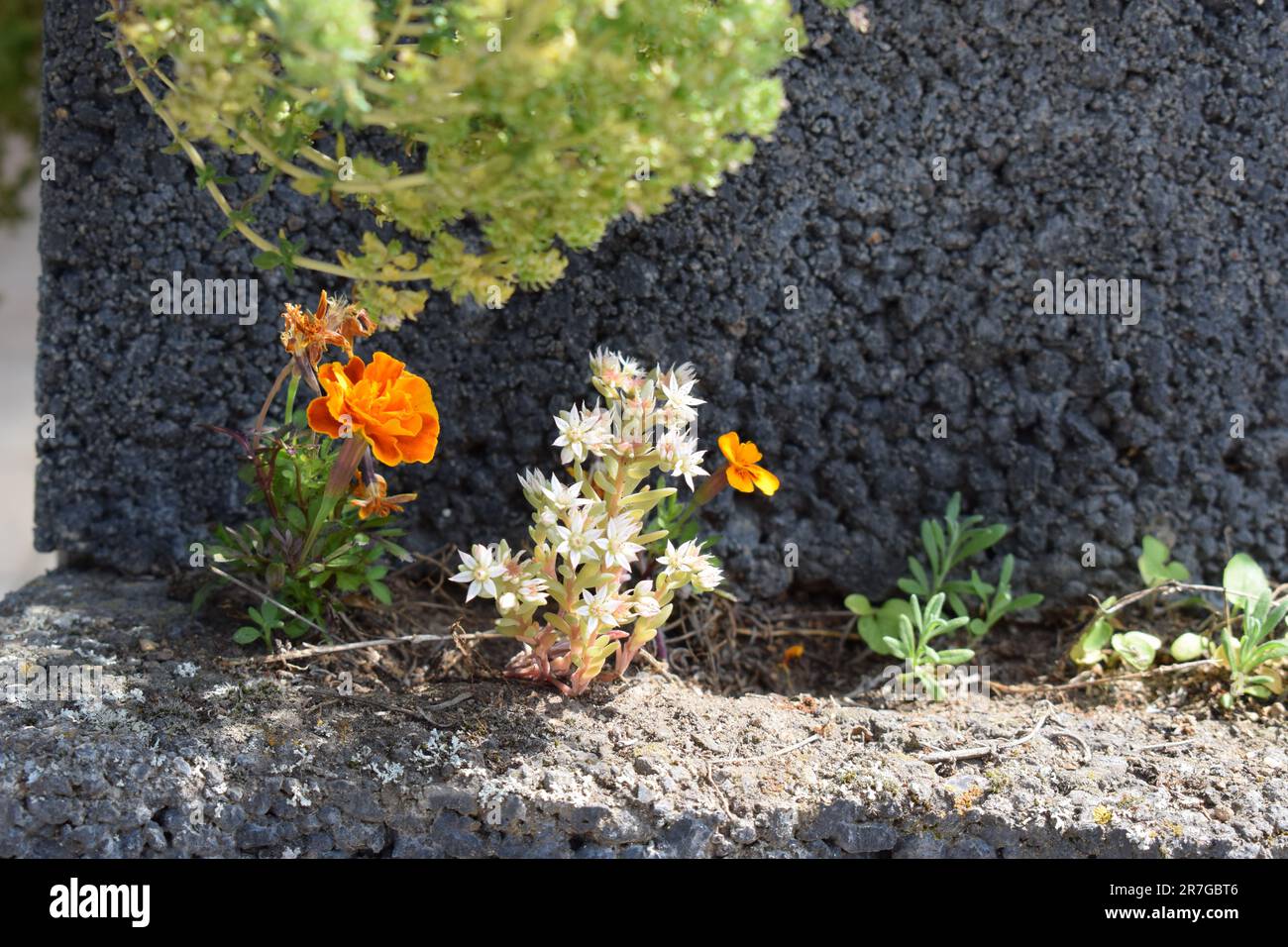 Mixed blooming plants in a stone wall Stock Photo - Alamy