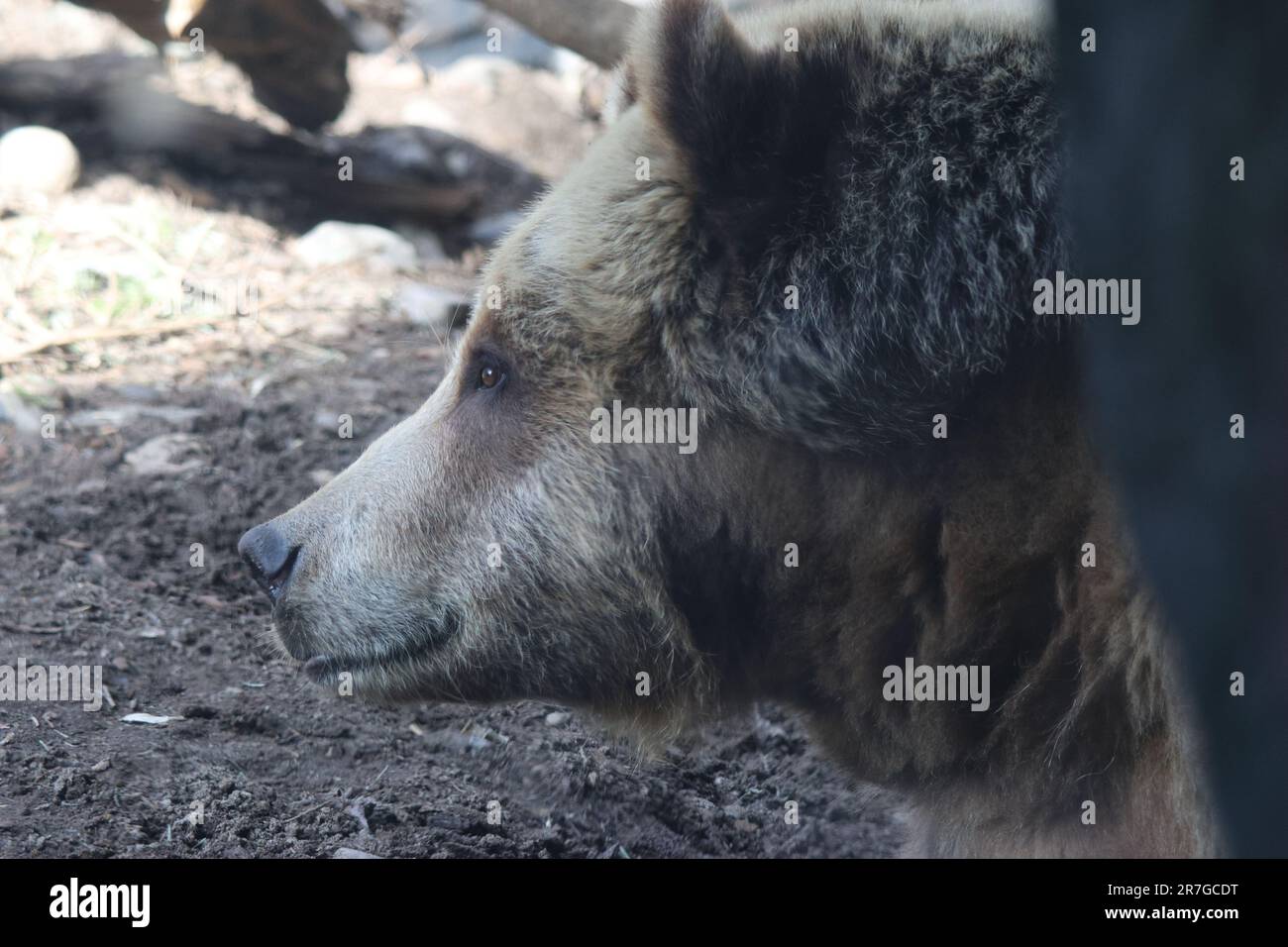 A brown bear strolling along a dirt path in its enclosure, surrounded ...