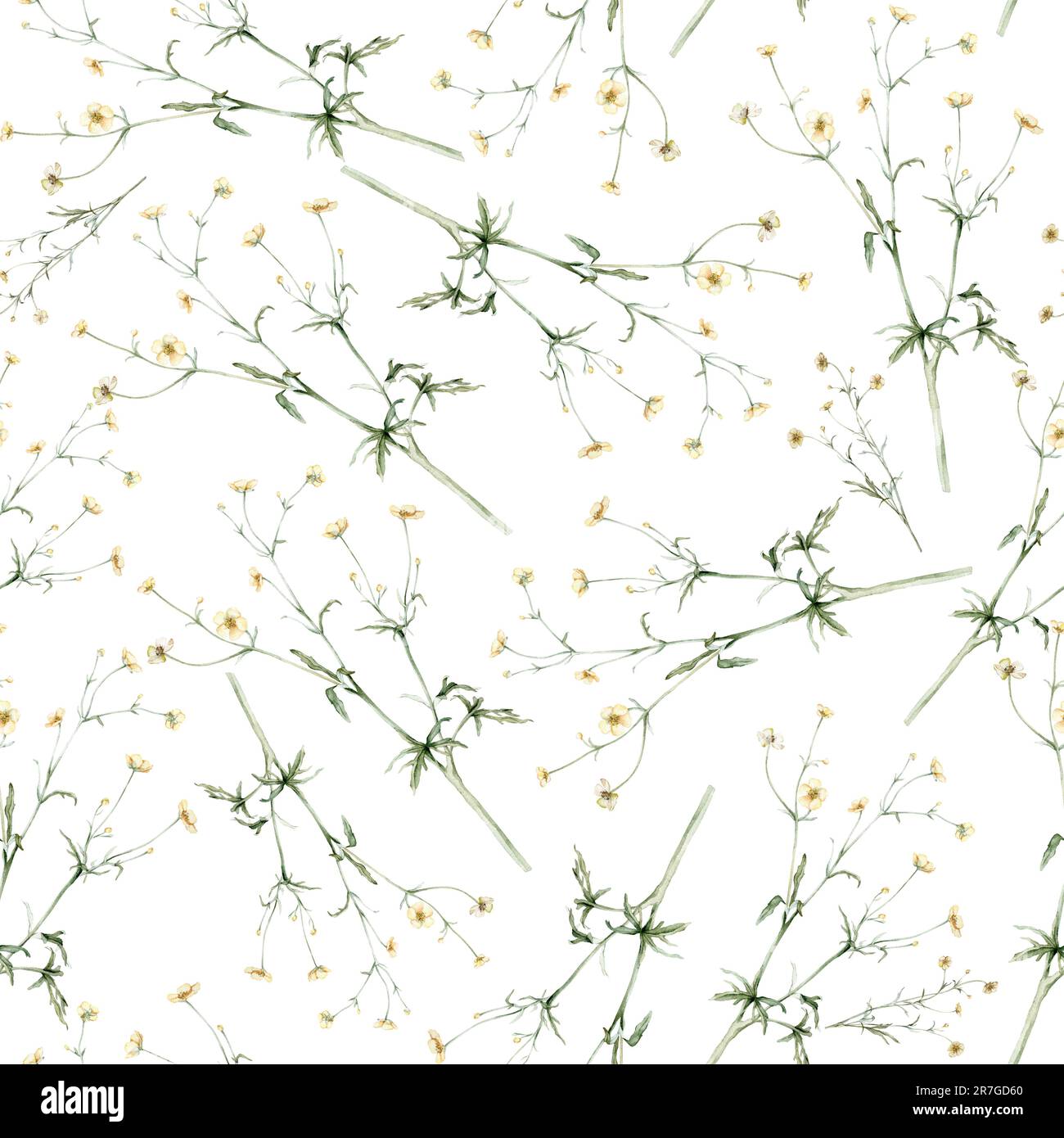 seamless pattern of yellow flower meadow buttercup known as Ranunculus ...