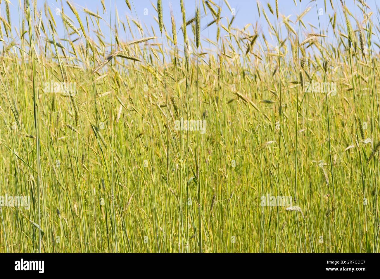 Barley (Hordeum vulgare) field on sandy ground in early June, near ...