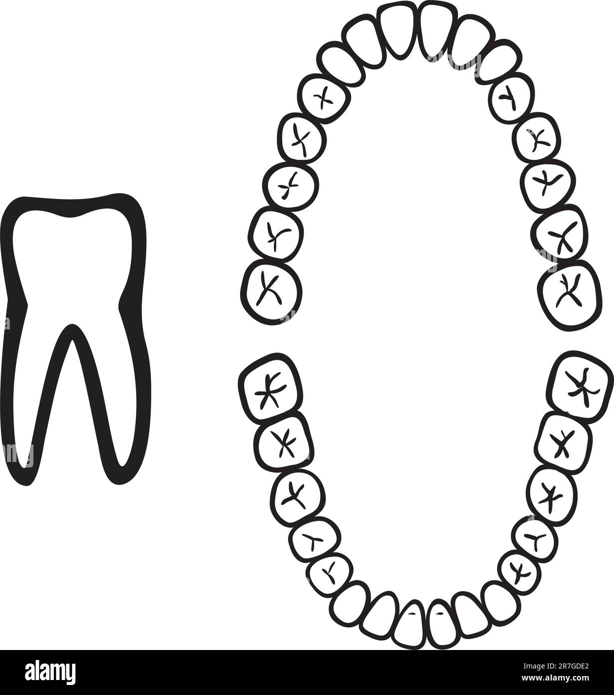 numbers of white isolated tooth vector illustration Stock Vector Image ...