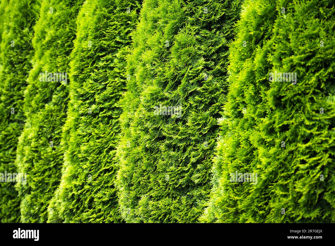 Tui wall. Green Hedge of Thuja Trees. Nature background Stock Photo - Alamy