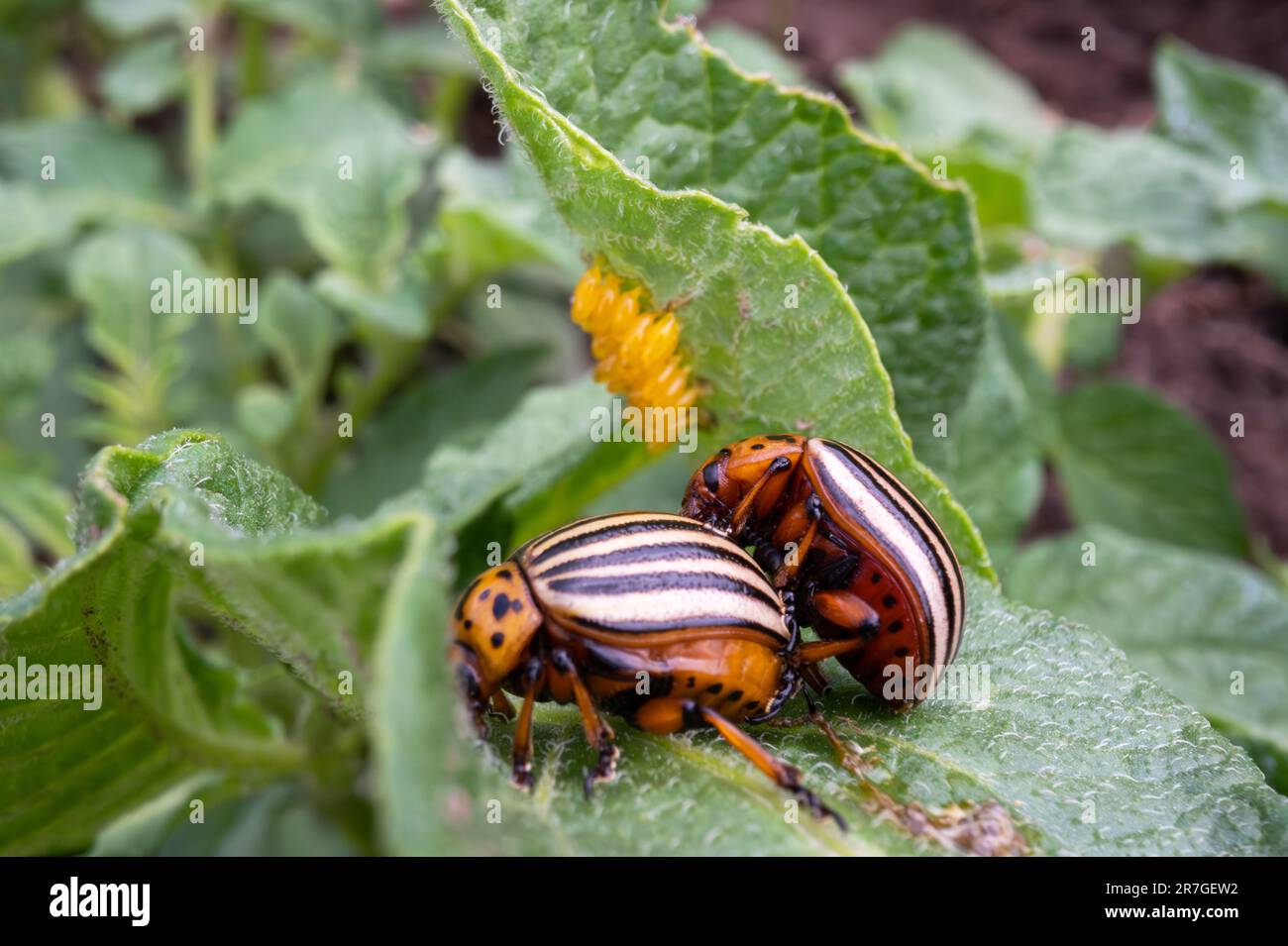 Adult Colorado potato beetles (Leptinotarsa decemlineata) on potato ...