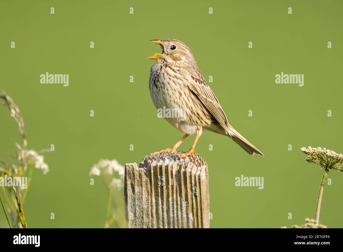 Singing bunting hi-res stock photography and images - Alamy