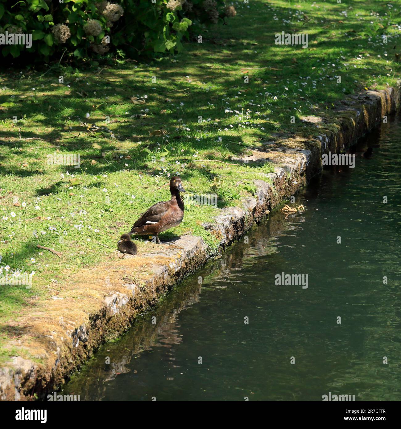 Lake with duck and duckling, St Fagans Museum - The National History ...