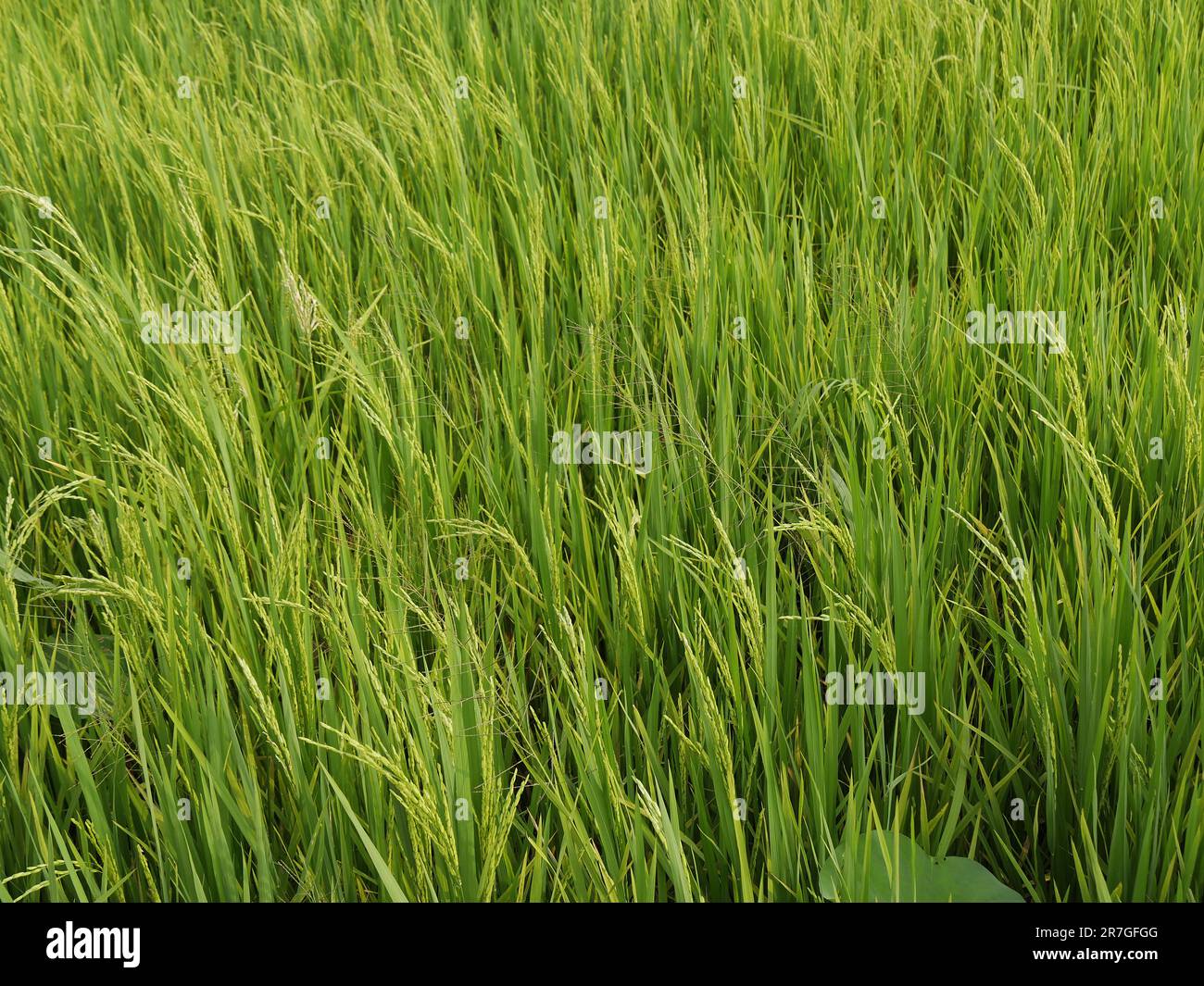 Rice Field, Seam Reap Province in Cambodia Stock Photo - Alamy