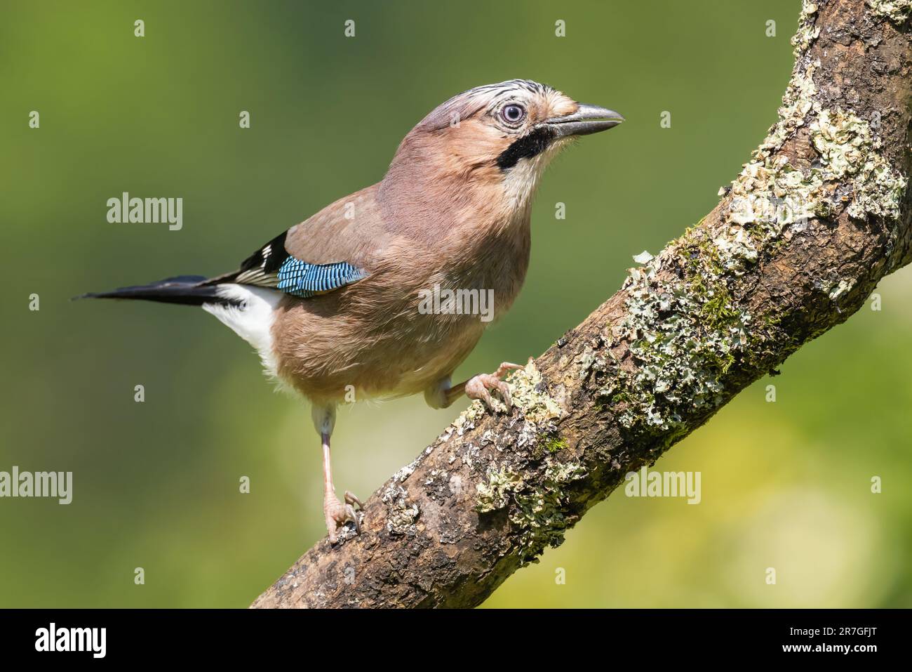 Jay bird uk hi-res stock photography and images - Alamy