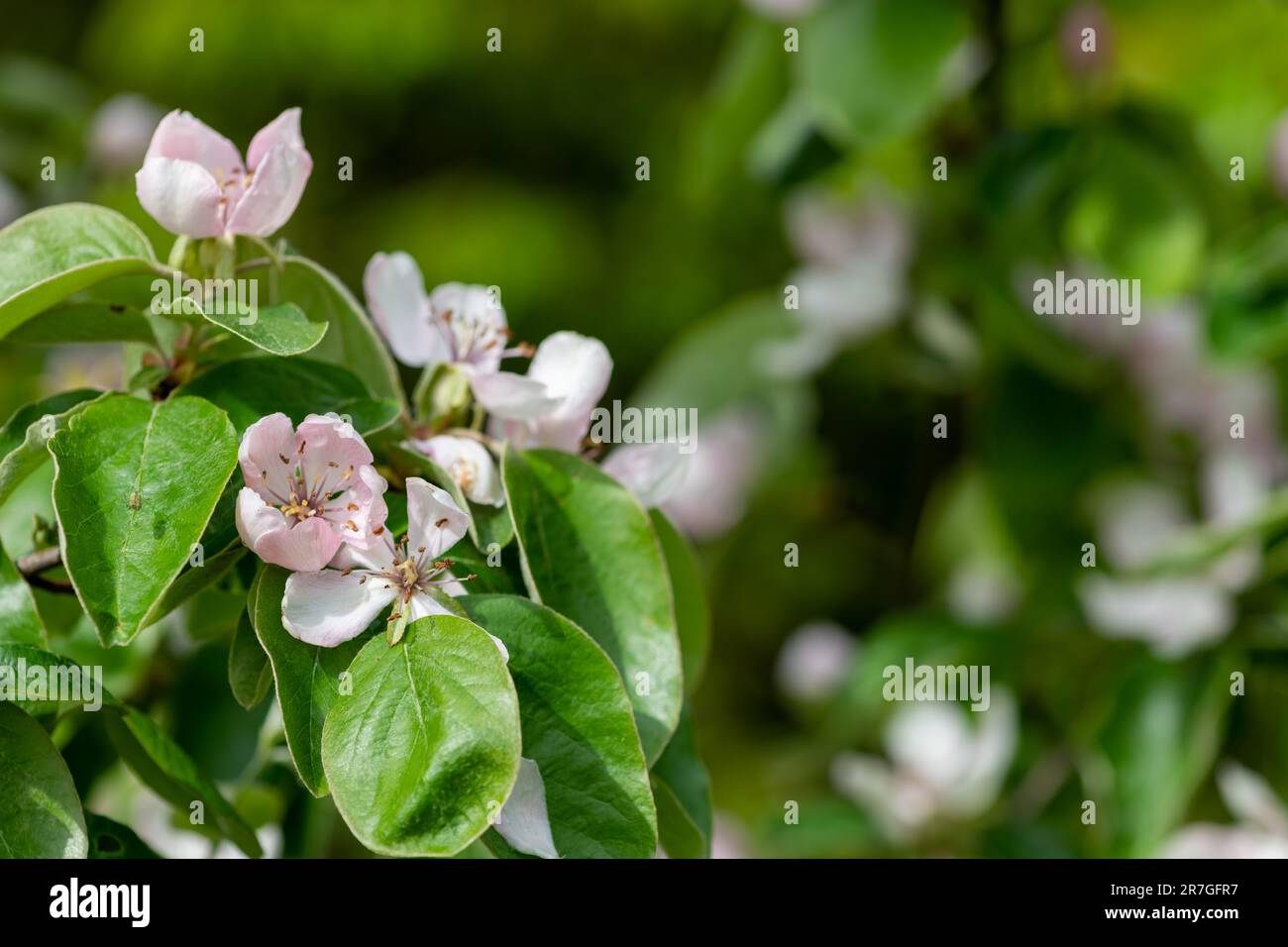 Close up of pink flowers on a quince (cydonia oblonga) tree Stock Photo ...