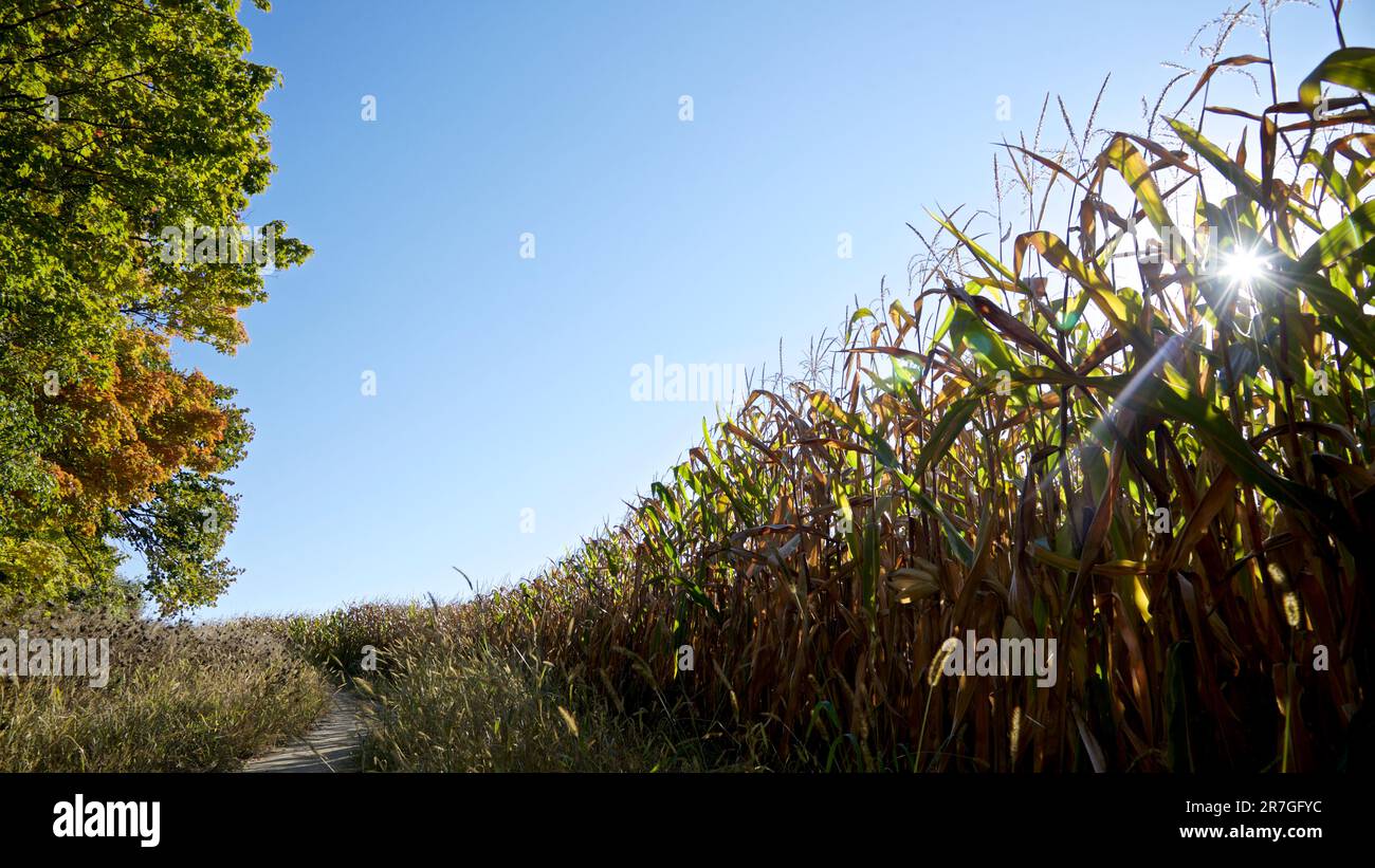 Cornfield in the fall with a lens flare Stock Photo - Alamy