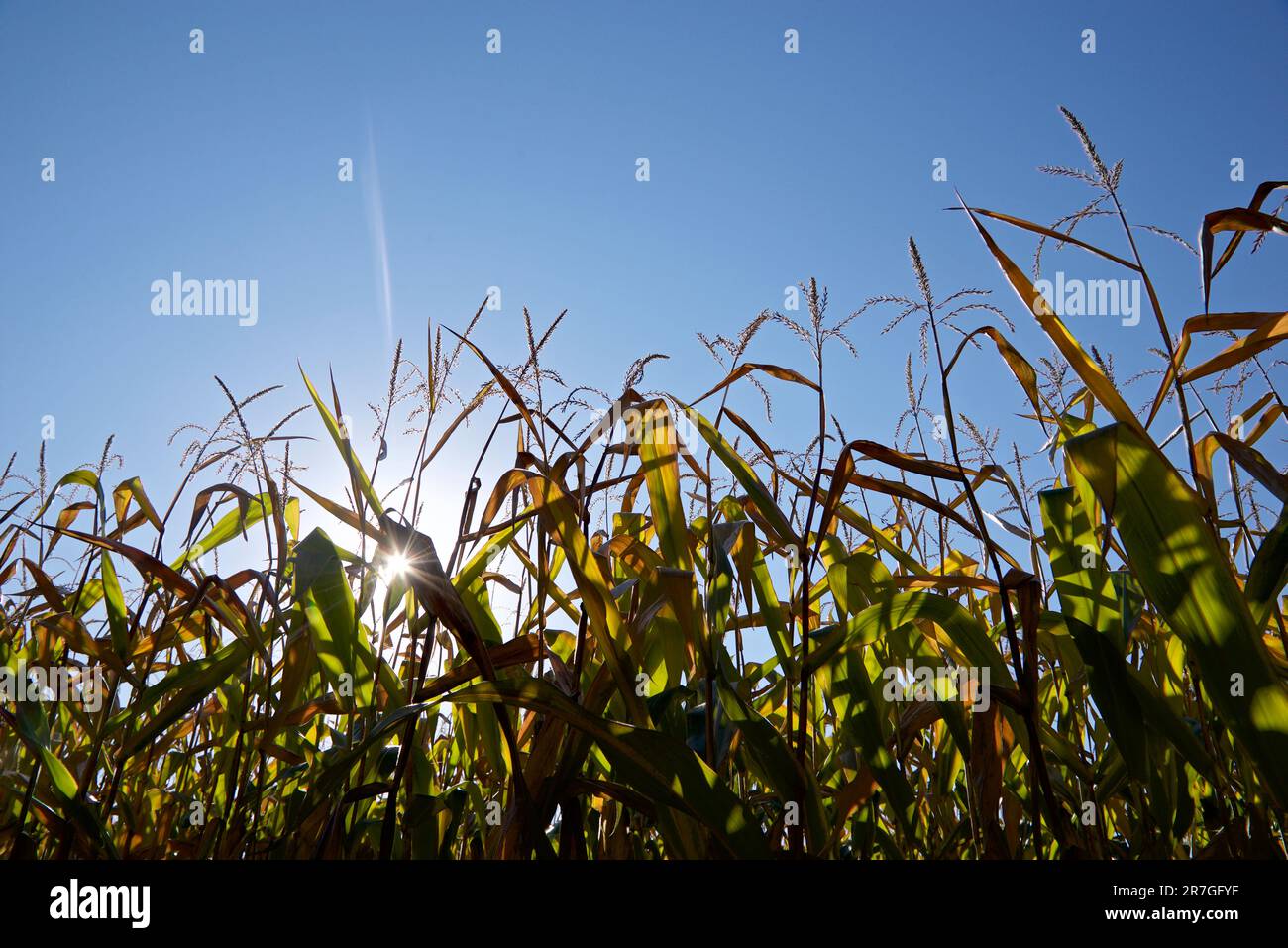 Low-angle view of the corn field with a lens flare Stock Photo - Alamy