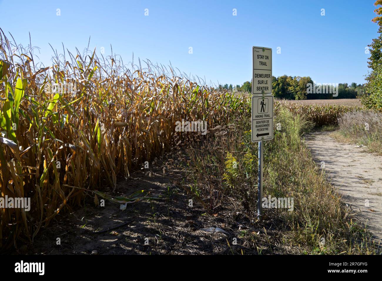 Corn on the cob sign hi-res stock photography and images - Alamy