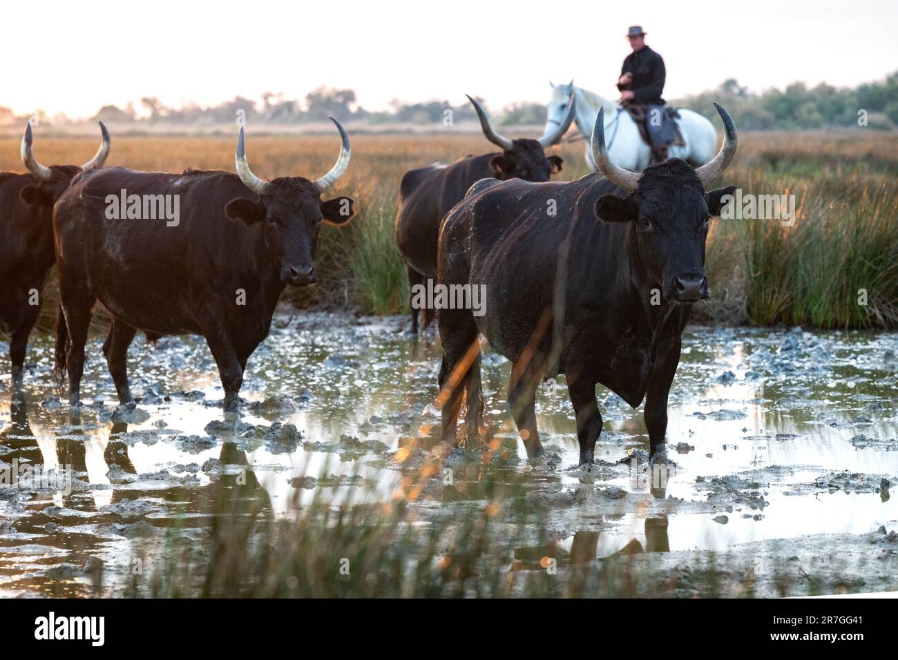 Cowboy carrying a long cattle prod near a herd of bulls, Camargue ...