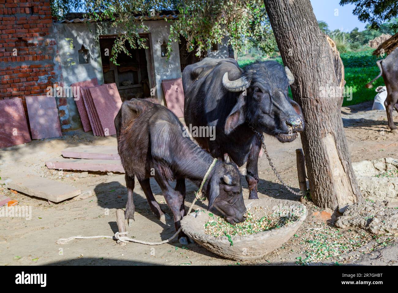 two ox water ox at a small farm house in India feeded with plants Stock ...