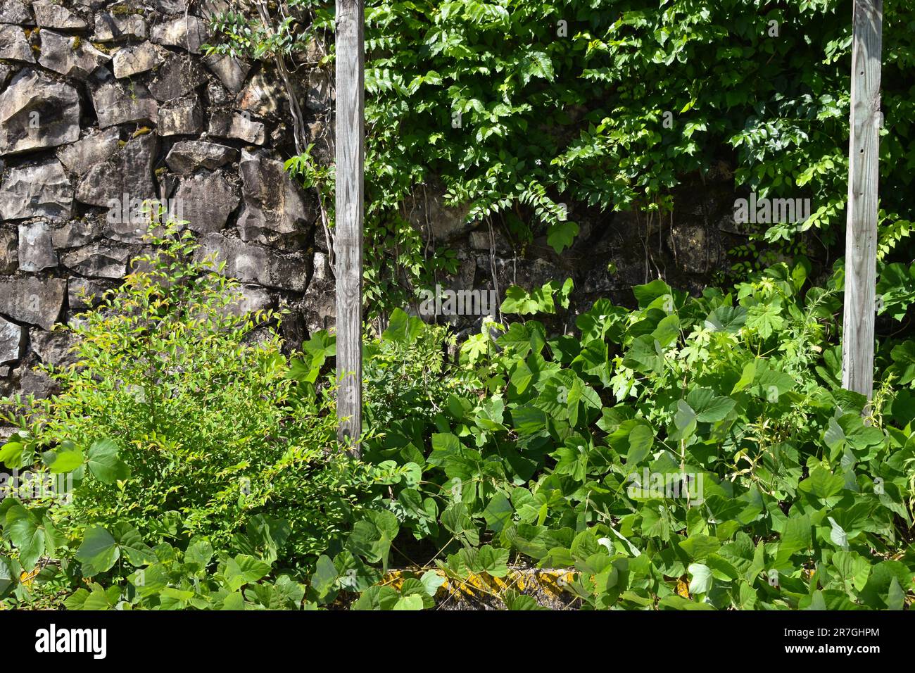 Overgrown broken fence and rock wall Stock Photo - Alamy