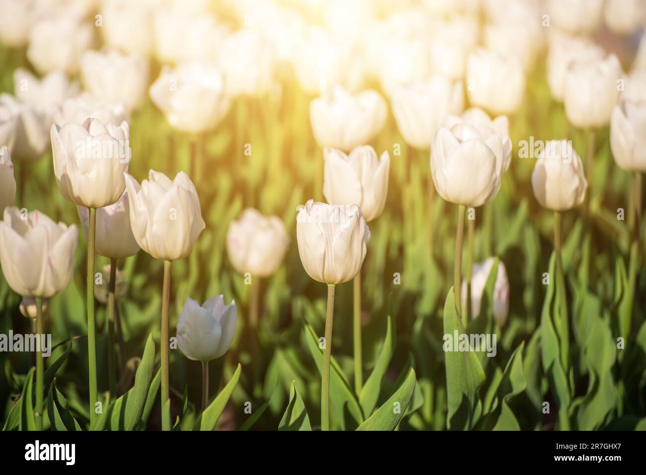 White tulip flowers Stock Photo - Alamy