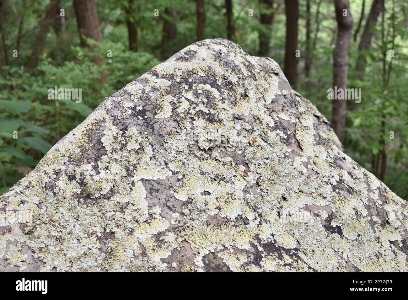 Fuzzy lichen growth mountain rock Stock Photo - Alamy