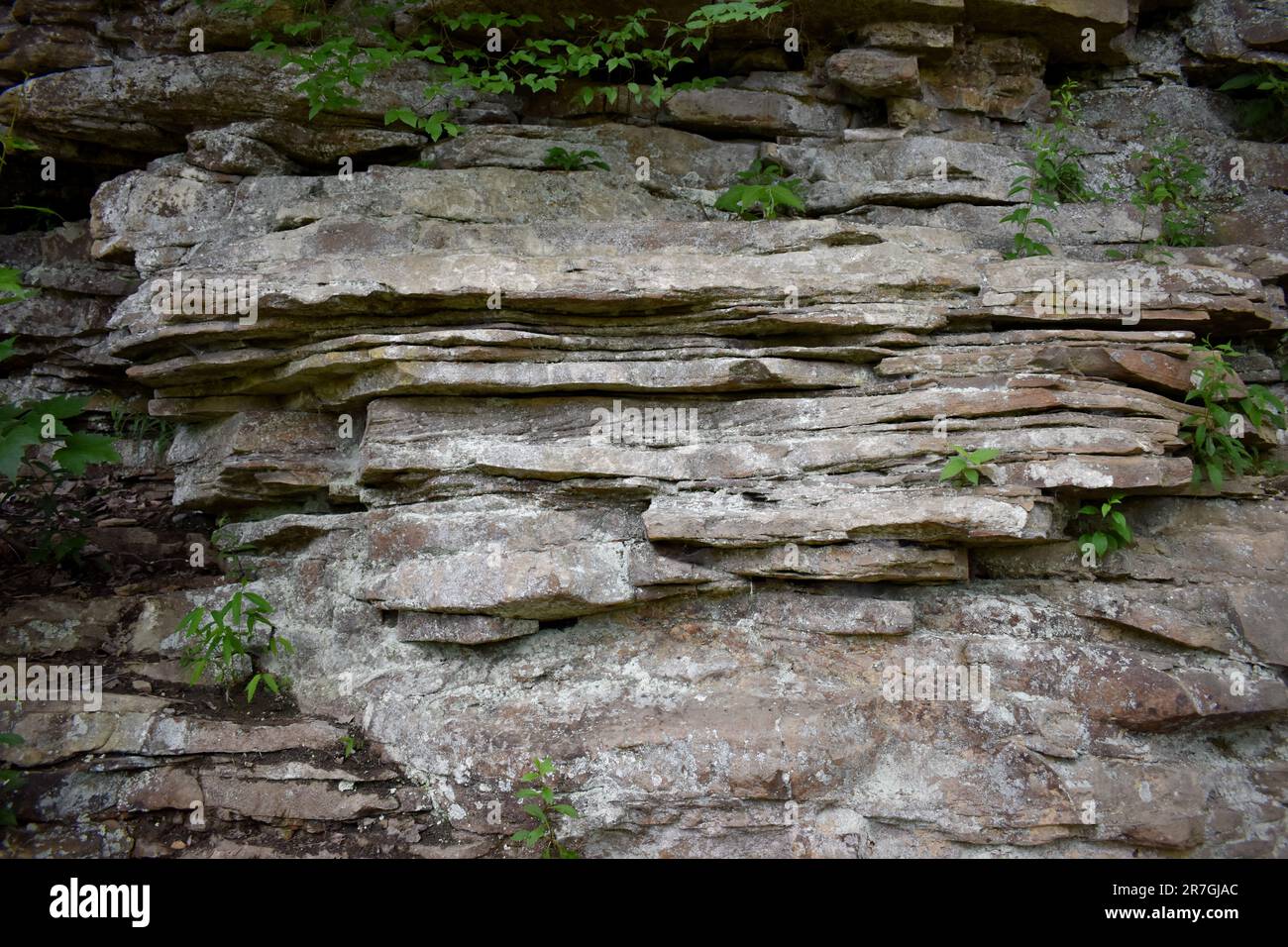 Little plants growing between rocks hi-res stock photography and images ...
