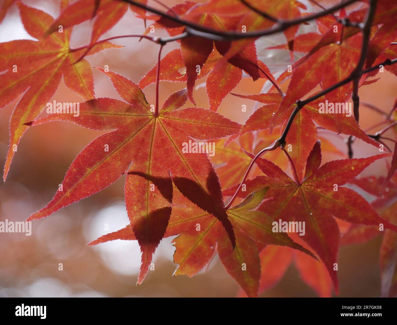 Red momiji leaves hi-res stock photography and images - Alamy