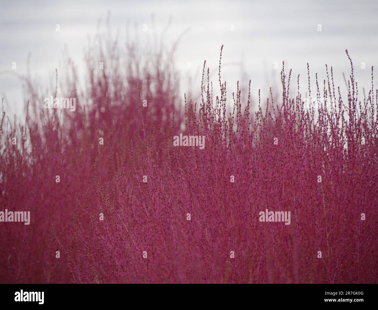 Bassia scoparia or red kochia by kawaguchiko lake in japan. Vivid pink ...