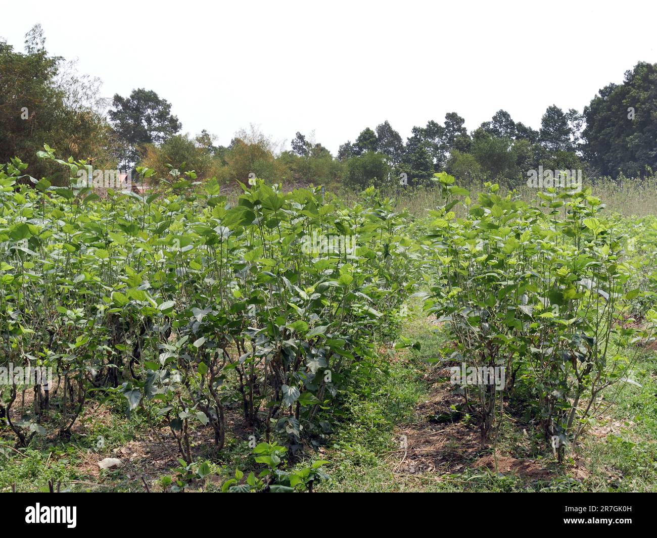 Mulberry plantation, morus alba, Seam Reap Province, Craft Industry ...