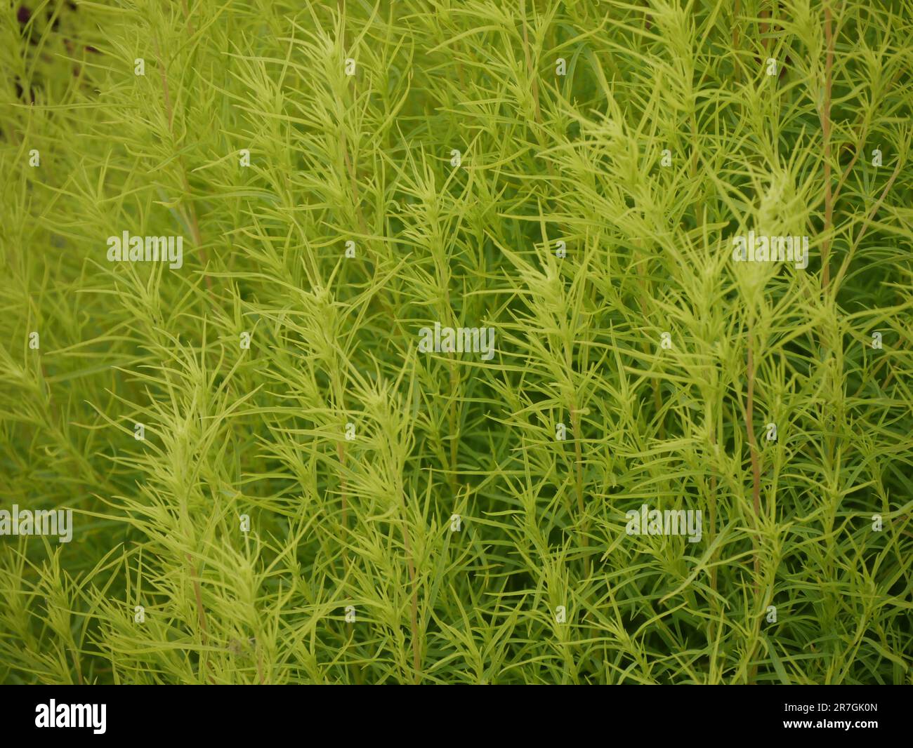 Kochia hi-res stock photography and images - Alamy