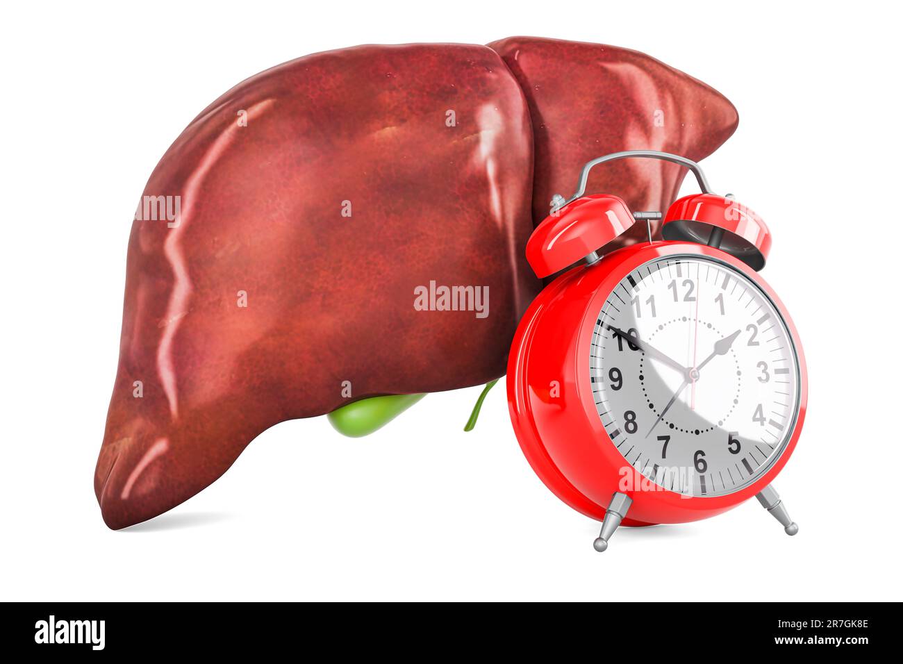 Human liver with gallbladder with alarm clock, 3D rendering isolated on ...