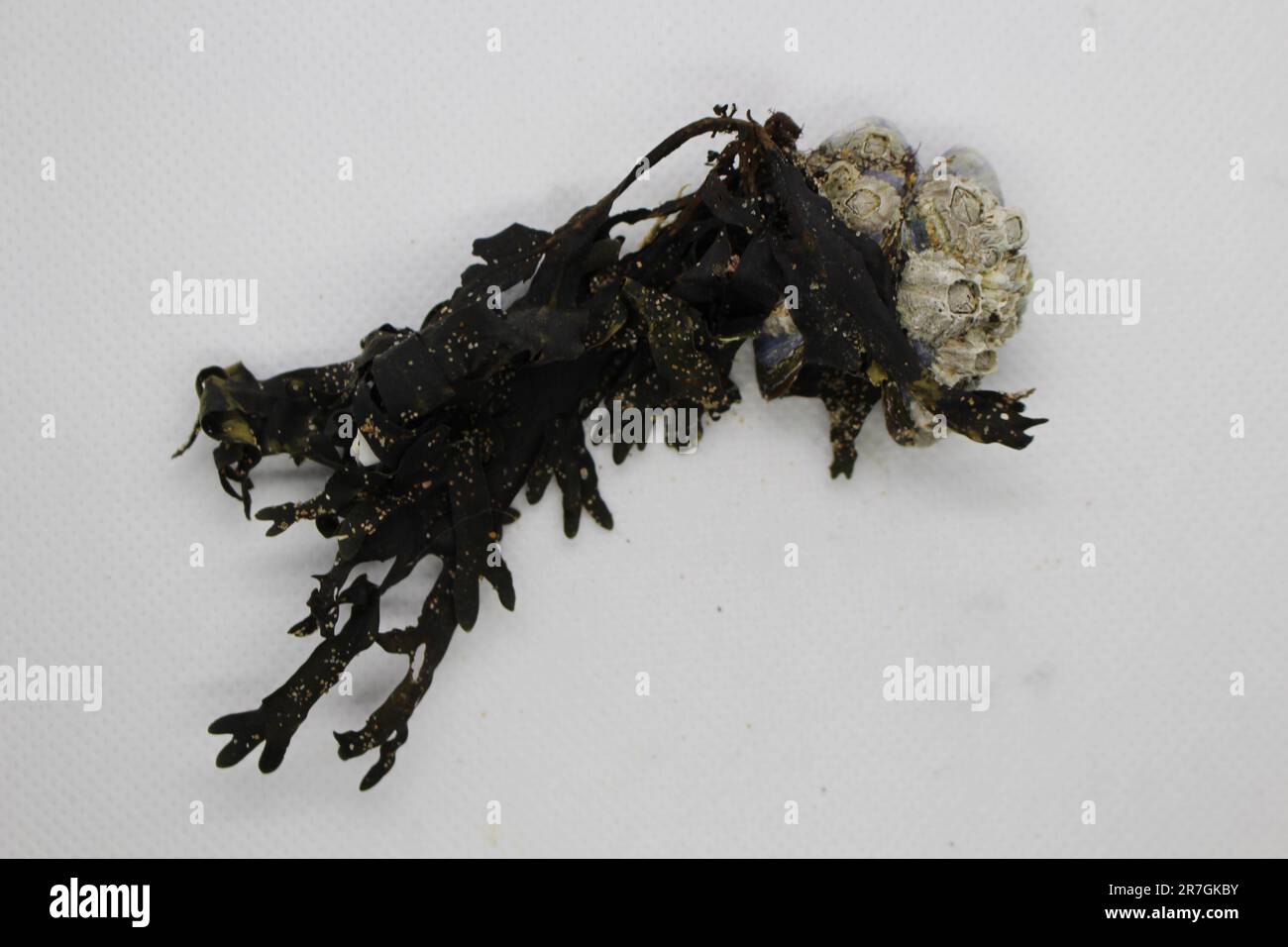 Isolated Small white barnacle shells stuck to seaweed and clams Stock ...