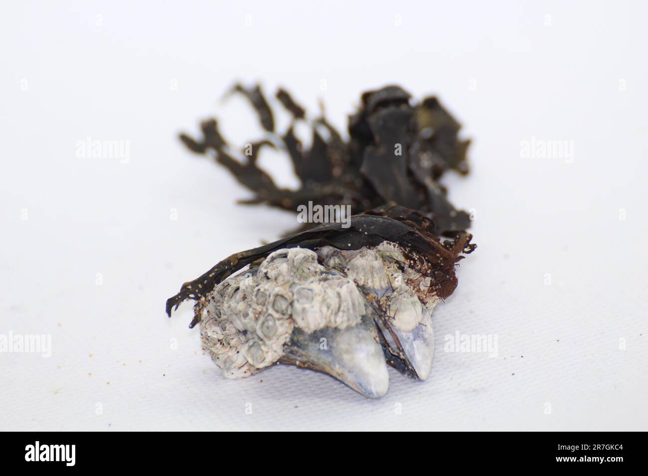 beach sand texture with barnacle shell, shadows of morning sun Stock ...
