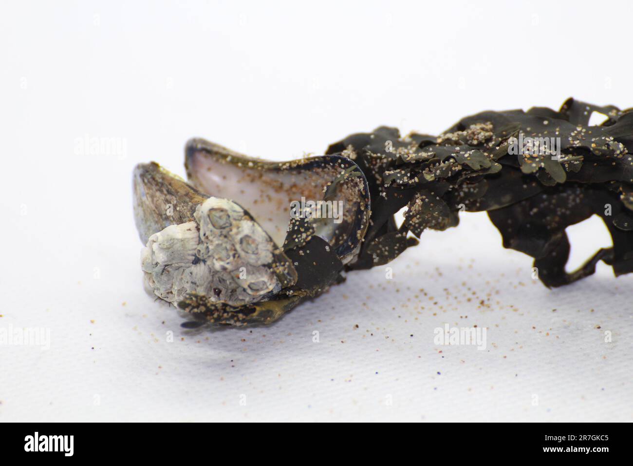 Isolated Small white barnacle shells stuck to seaweed and clams Stock ...