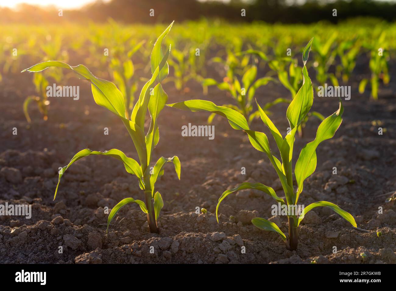 Young corn plants hi-res stock photography and images - Alamy