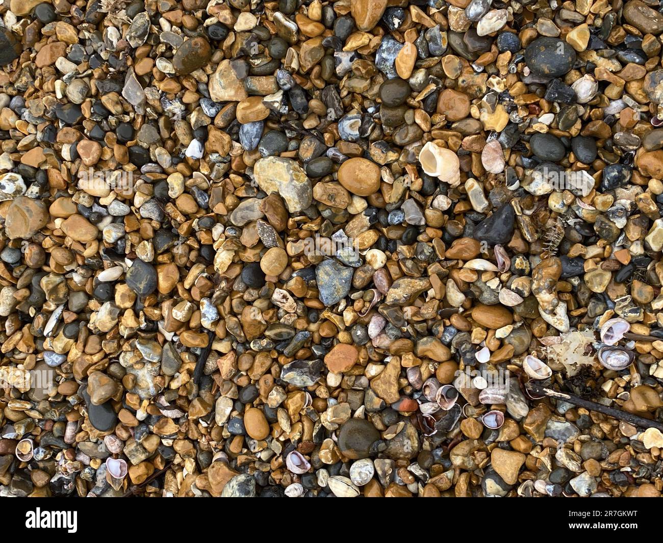Crab Arm and Shells Camouflaged Next to Different Coloured Stones ...