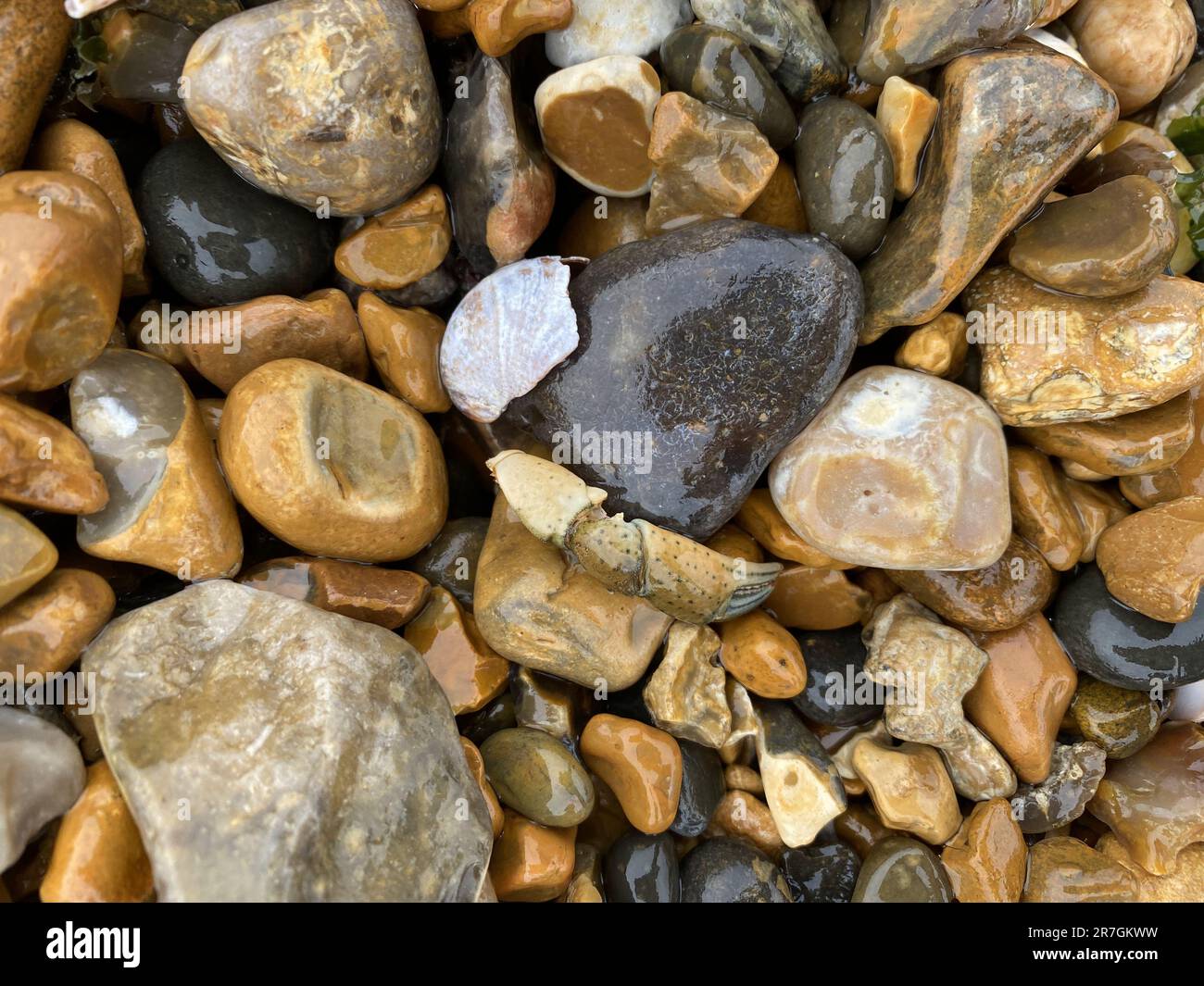 Crab Arm and Shells Camouflaged Next to Different Coloured Stones ...
