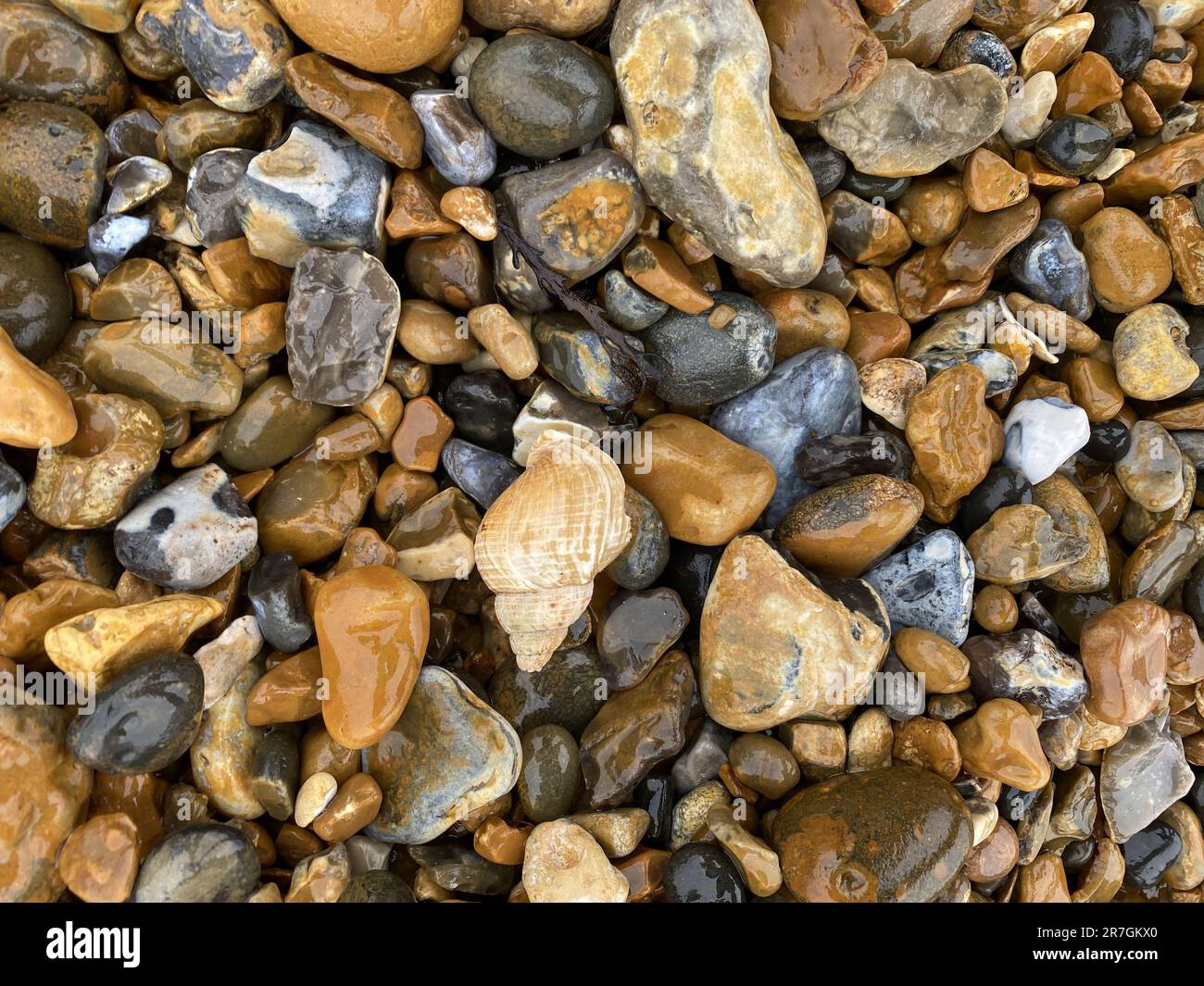 Crab Arm and Shells Camouflaged Next to Different Coloured Stones ...