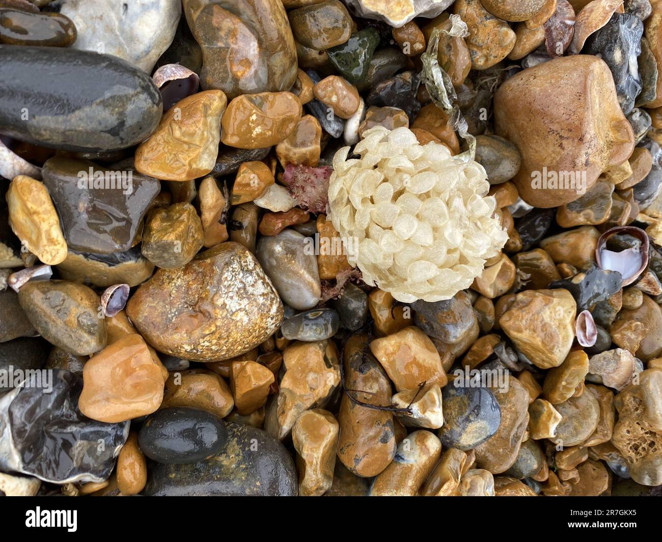 Crab Arm and Shells Camouflaged Next to Different Coloured Stones ...