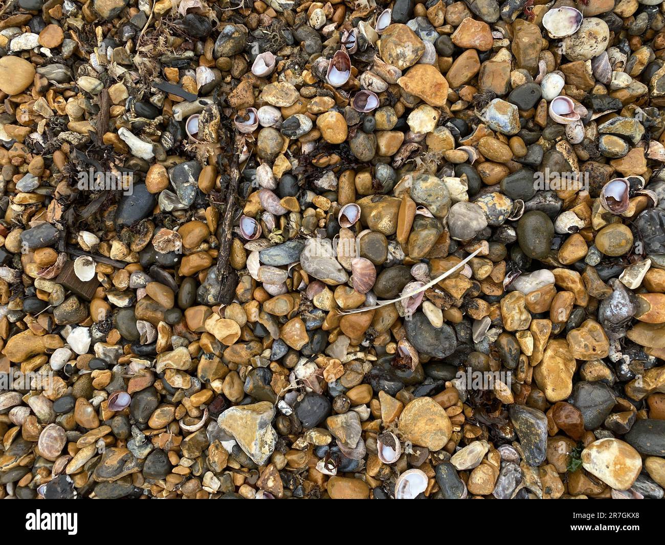 Crab Arm and Shells Camouflaged Next to Different Coloured Stones ...