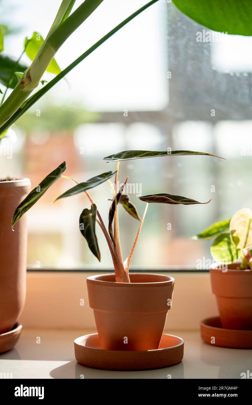 Small Alocasia Bambino plant in clay pot on windowsill at home ...