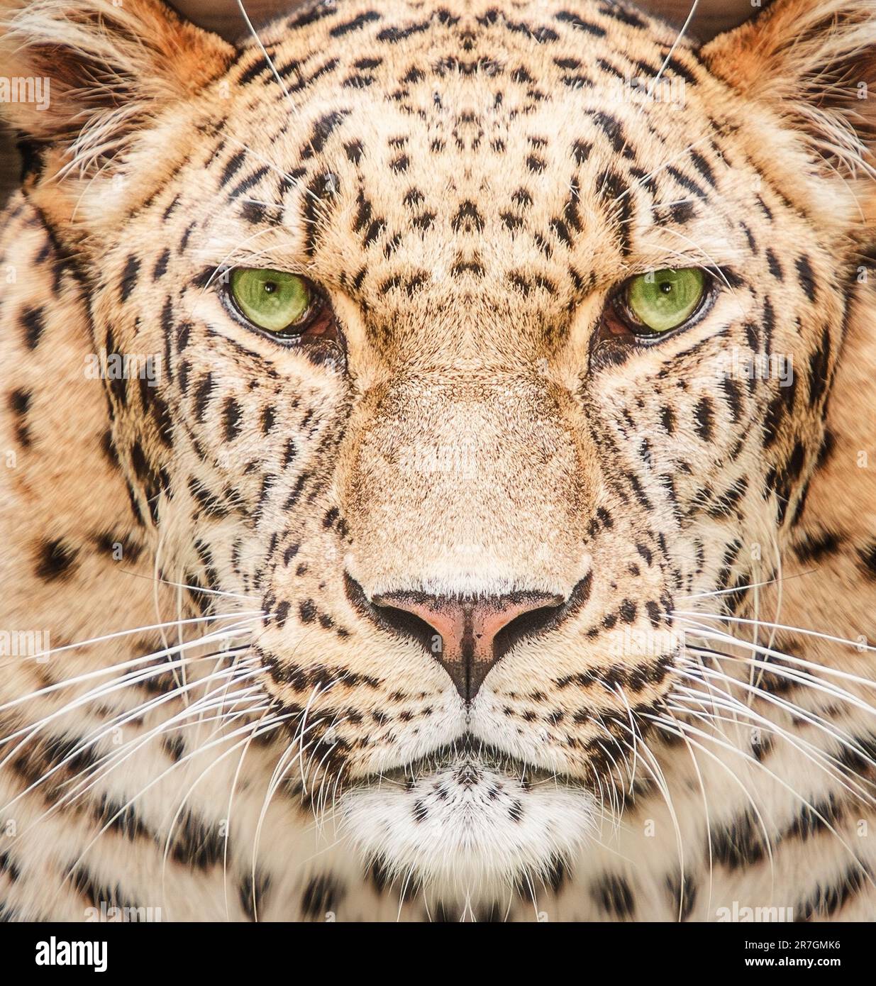 Green Leopard Eyes