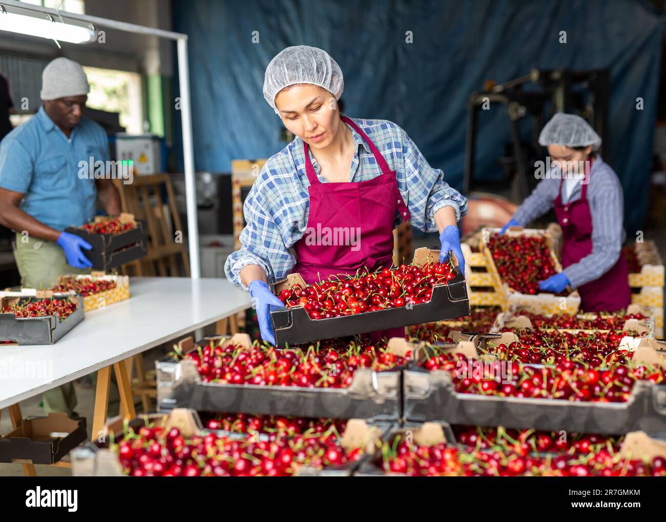 Asian female workers sorting sweet organic cherry Stock Photo - Alamy